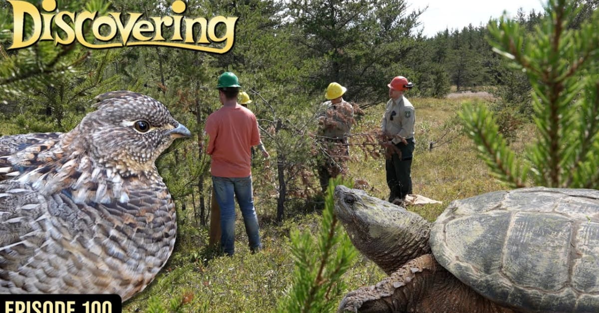 DISCOVERING EPISODE 100 - YCC, Snapper Trapping & Bird Season Preview ...