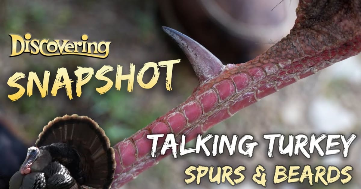 DISCOVERING SNAPSHOT | Turkey Spurs & Beards | Discover the U.P.