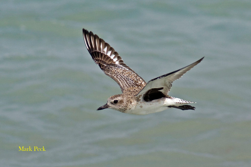 Black-bellied Plover - eBirdr