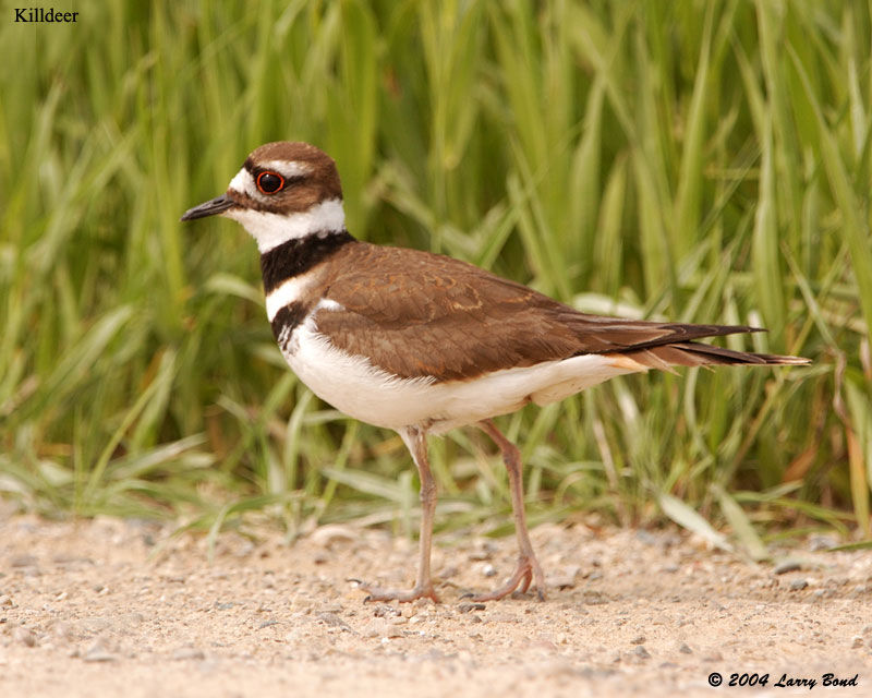 Killdeer - eBirdr