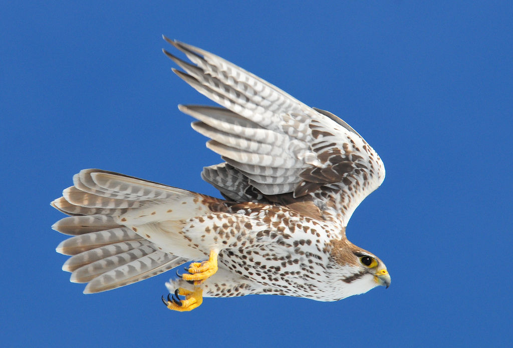 Prairie Falcon - eBirdr