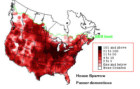 House Sparrow - eBirdr