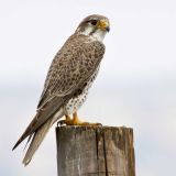 Prairie Falcon - eBirdr