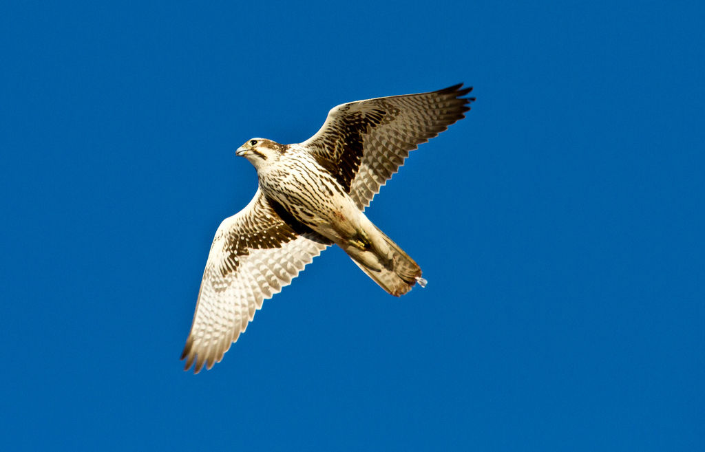 Prairie Falcon - eBirdr