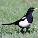 Yellow-billed Magpie - eBirdr