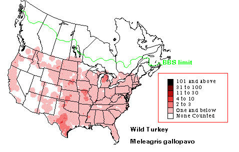 Wild Turkey - eBirdr