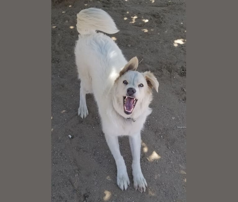 Embark Dog DNA Test - Breed