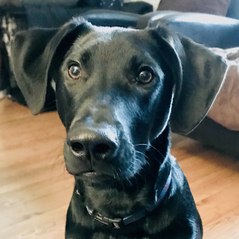 Embark Dog DNA Test - Ruben gallery