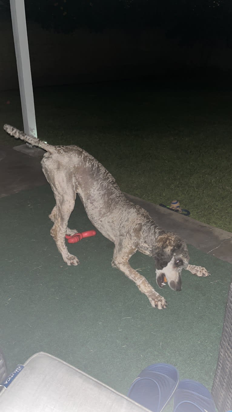 Embark Dog DNA Test - Amelia Mignonette Thermopolis Renaldi gallery