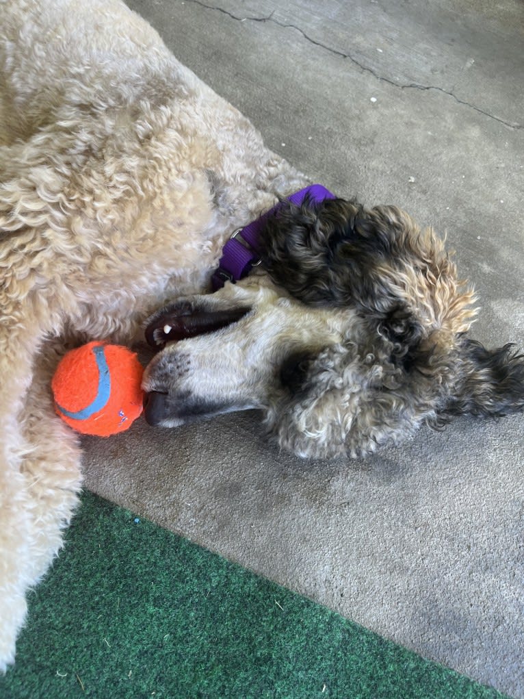 Embark Dog DNA Test - Amelia Mignonette Thermopolis Renaldi gallery