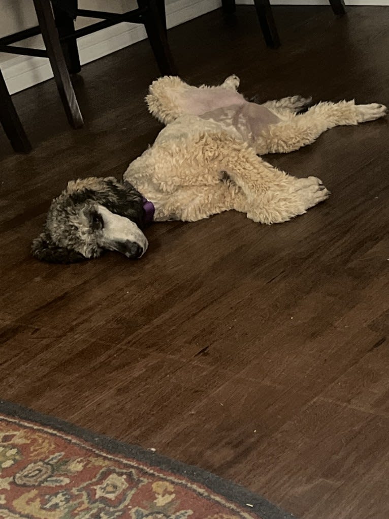 Embark Dog DNA Test - Amelia Mignonette Thermopolis Renaldi gallery