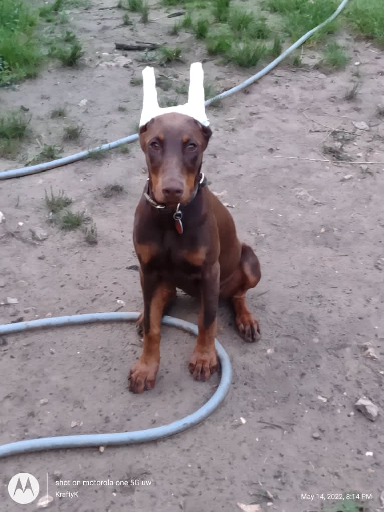 Embark Dog DNA Test - Rayls Suka Lilith gallery