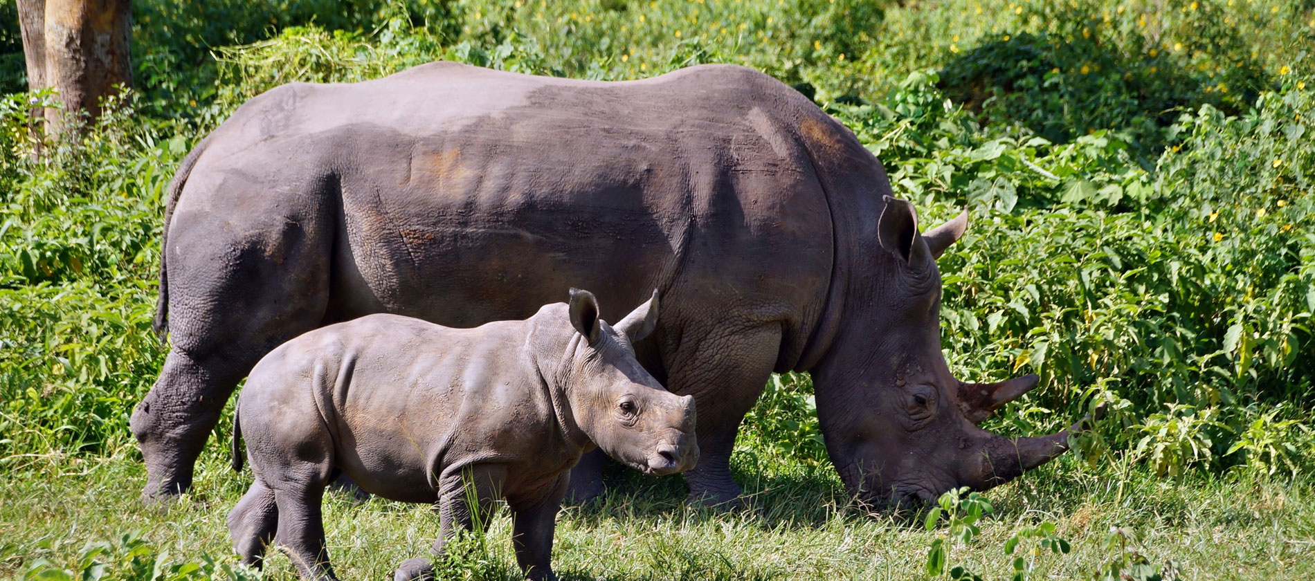 Exclusive Travel Tips for Ziwa Rhino Sanctuary in Uganda