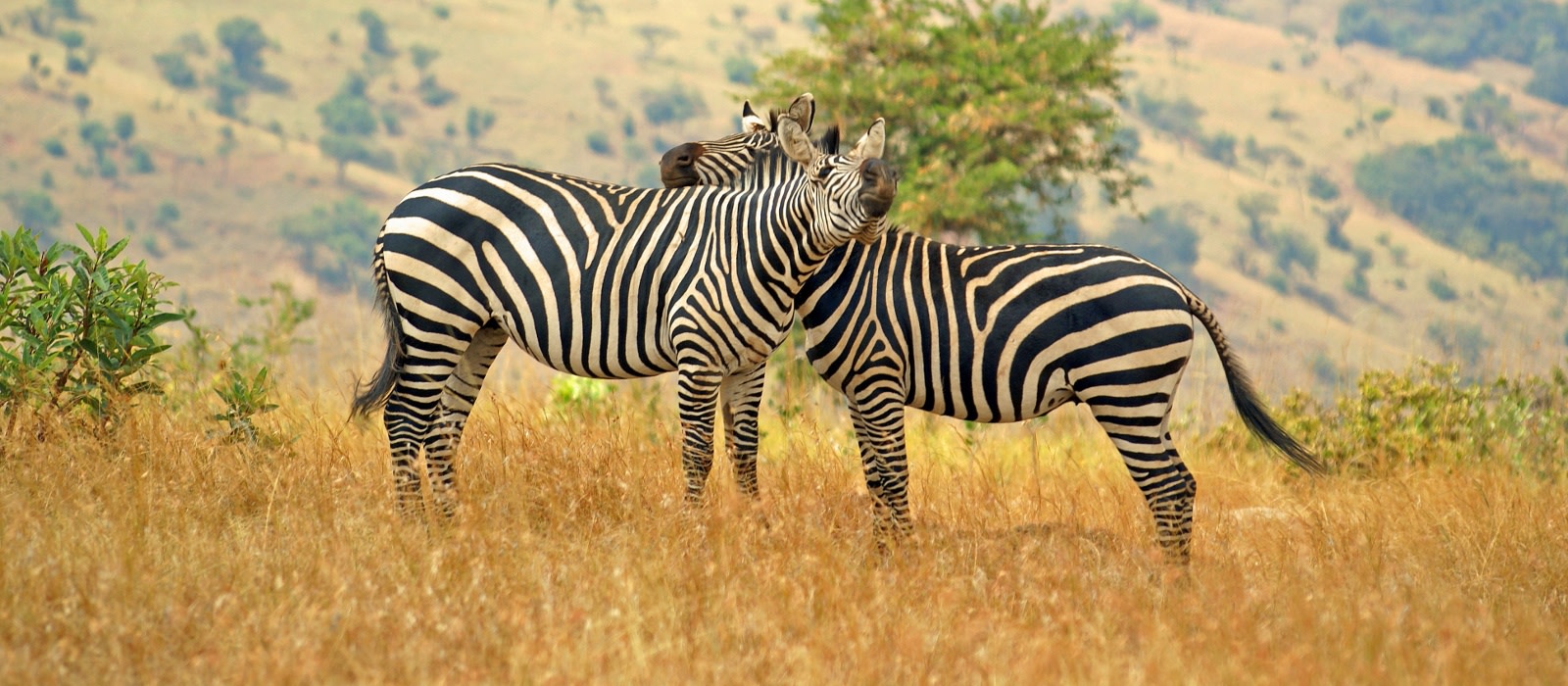 Akagera Safari & Custom Rwanda Tours | Enchanting Travels