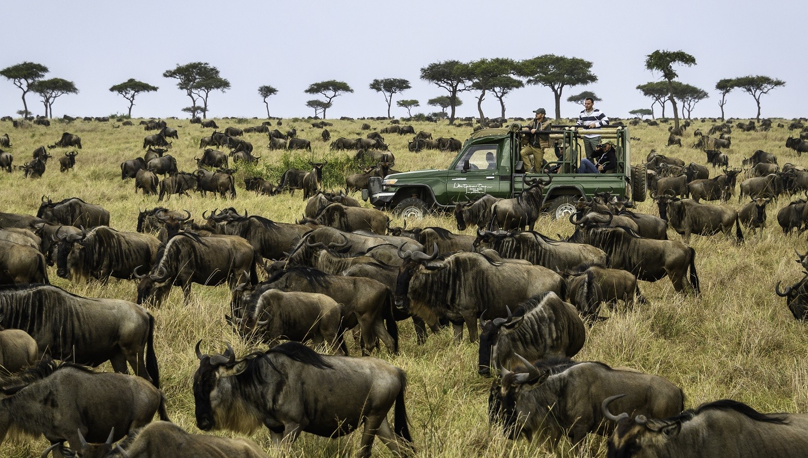 Wildebeest Migration in Africa - Your Monthly Guide