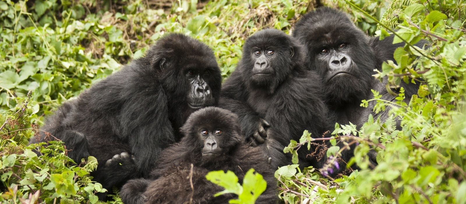 Exclusive Travel Tips for Volcanoes National Park in Rwanda