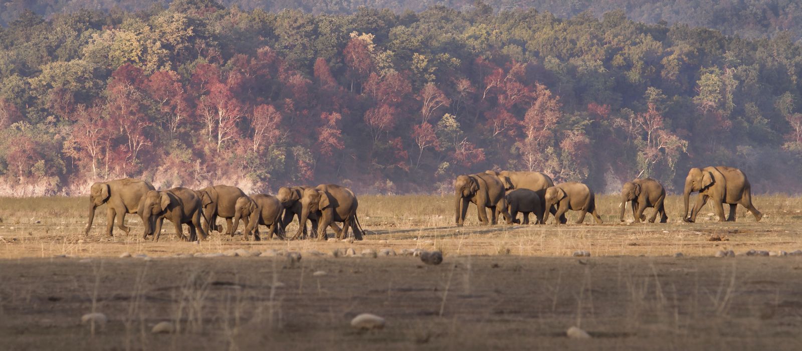 East India Tours | Wildlife, Darjeeling Tea & Buddhism