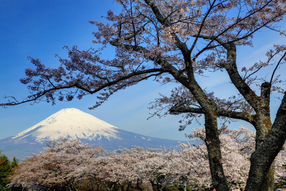 Gotemba City | Travel Japan - Japan National Tourism Organization (JNTO)