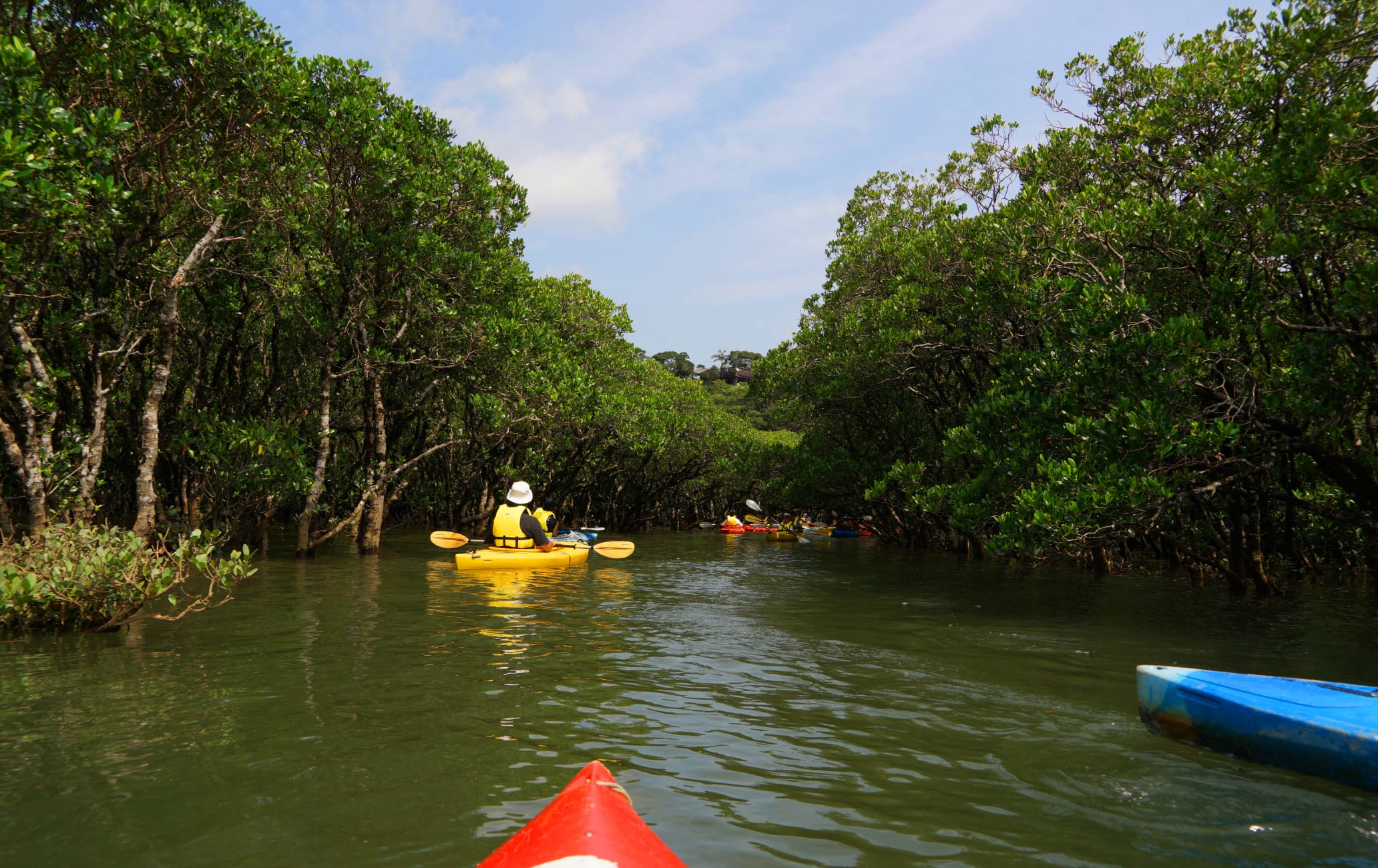 Yanbaru Mangrove Kayaking | Travel Japan (Japan National Tourism ...