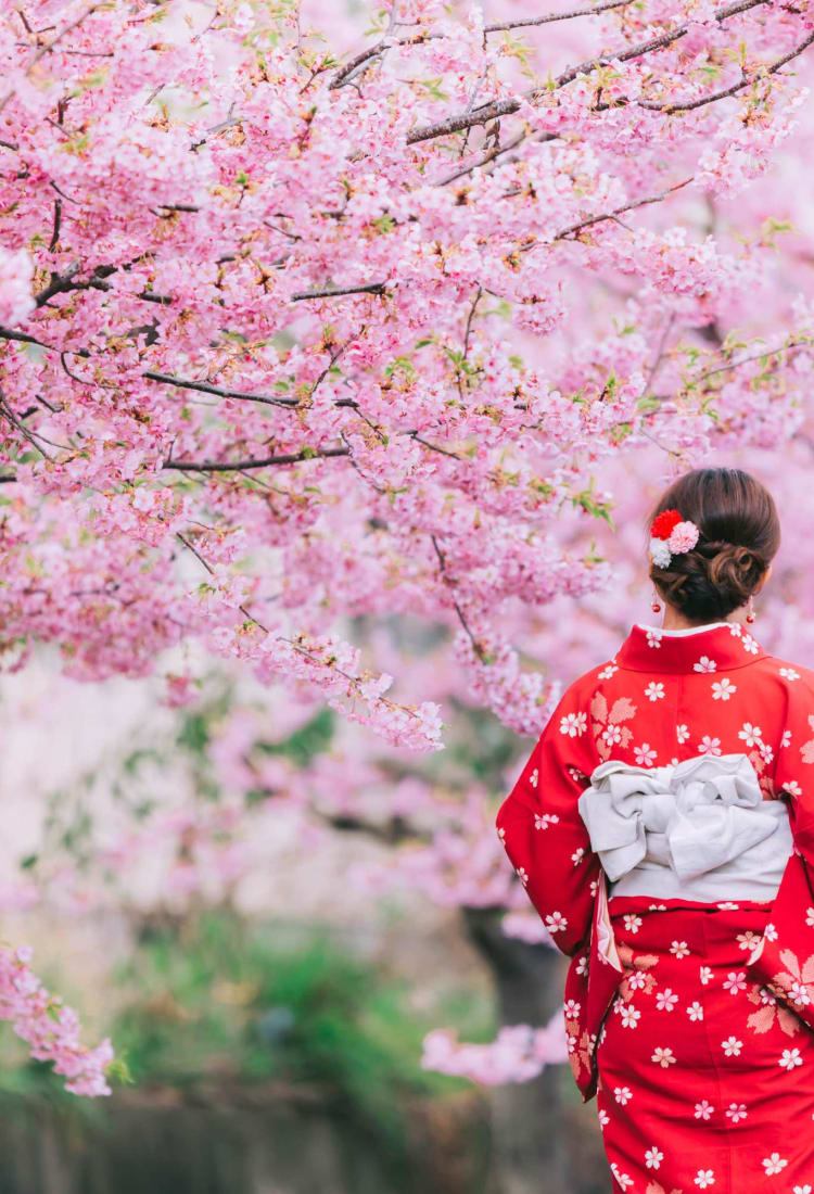 9 spectacular places to see stunning cherry blossoms