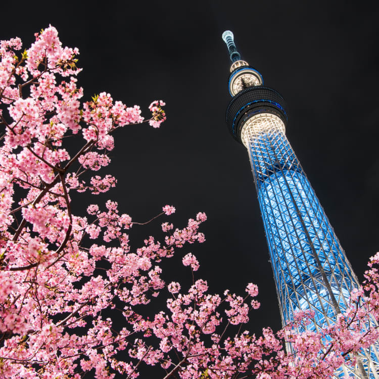 Japan in April | Guide | Travel Japan（Japan National Tourism Organization）