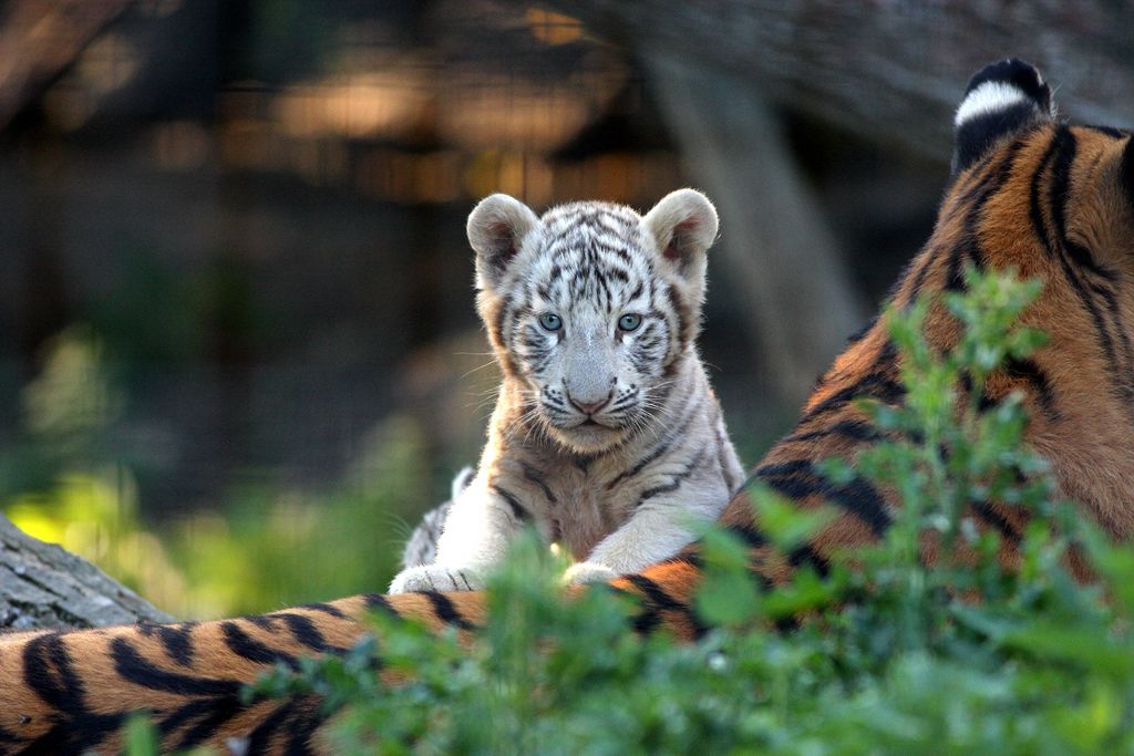 Paris Park Wildlife Tours - Tour Parc des Felins in France | Visit.org