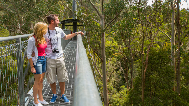 Otway Treetop Forest Adventure Walk