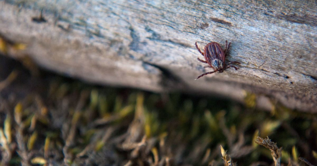What you need to know about ticks - Sharecare