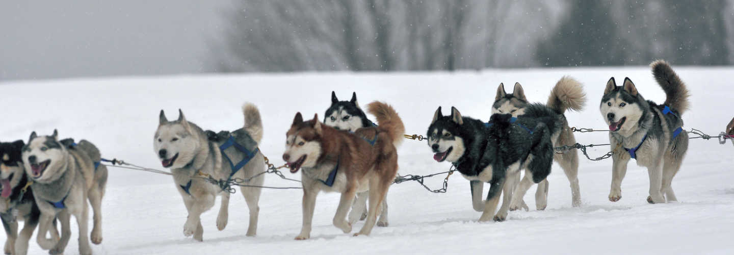 Pocono Mountains Dog Sledding | Winter Sport